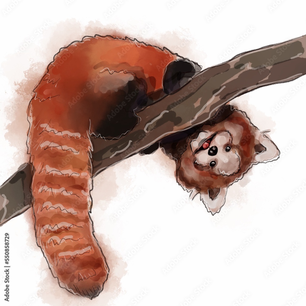 Watercolor illustration of a red panda on a tree on a white background ...