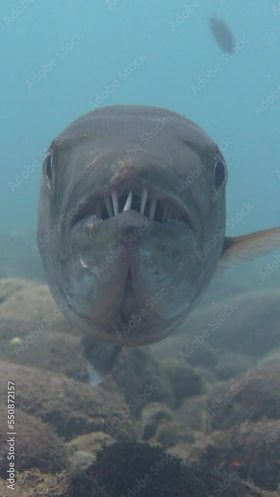 Vertical footage of a big Great barracuda fish with sharp teeth ...