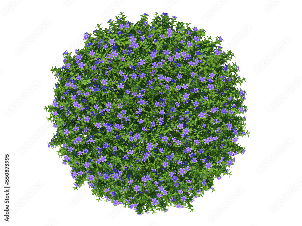 Creeping Myrtle top view png alpha channel Stock Illustration | Adobe Stock