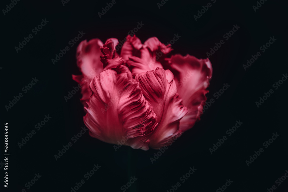 Parrot Style Tulip of viva magenta, color of the year 2023 on black ...