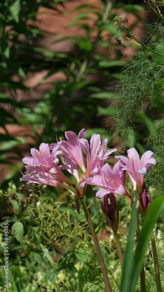 Steady vertical footage of light pink flowers swaying in the breeze ...