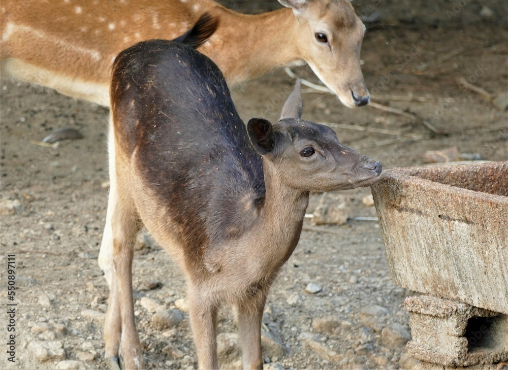 Cute little deer on the farm in nature Stock Photo | Adobe Stock