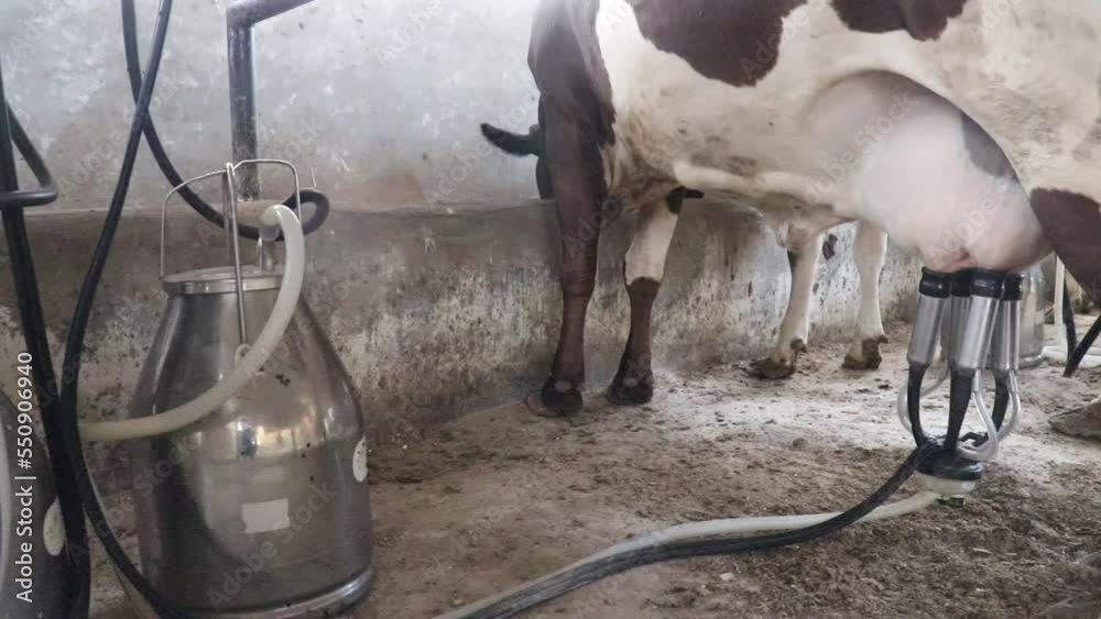 Vídeo do Stock: The process of cows getting milked at a dairy factory ...