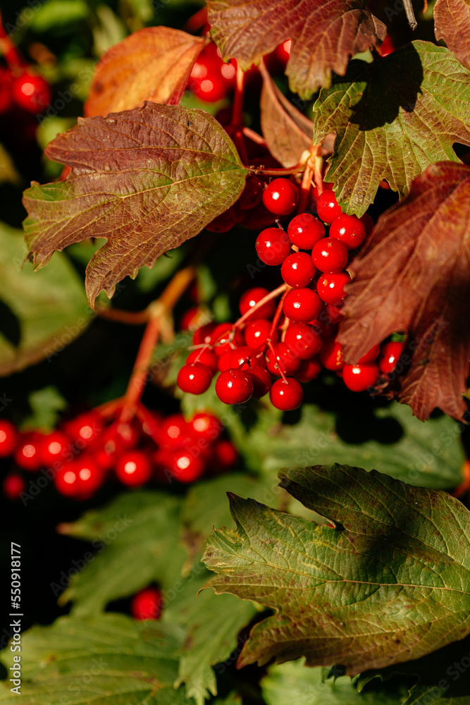 Kalina red countryside berries bushes Stock Photo | Adobe Stock