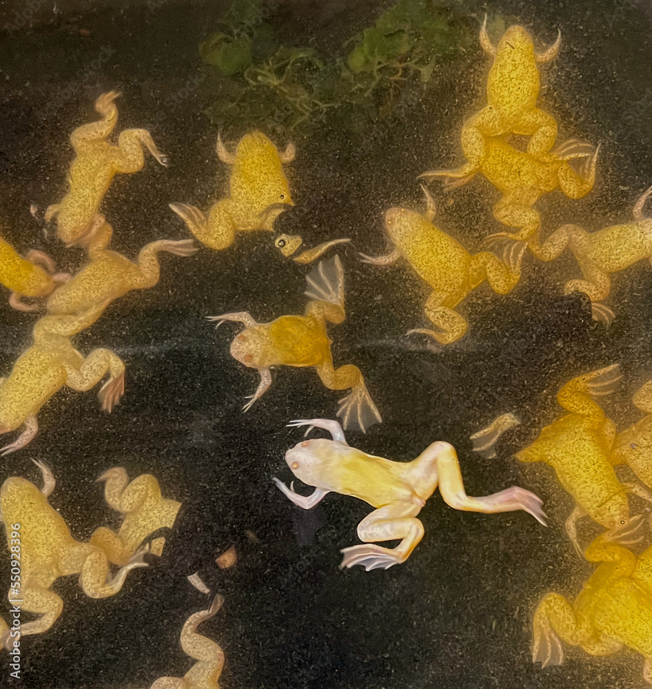 Yellow frogs shown in the big tank of water where they are raised. They ...