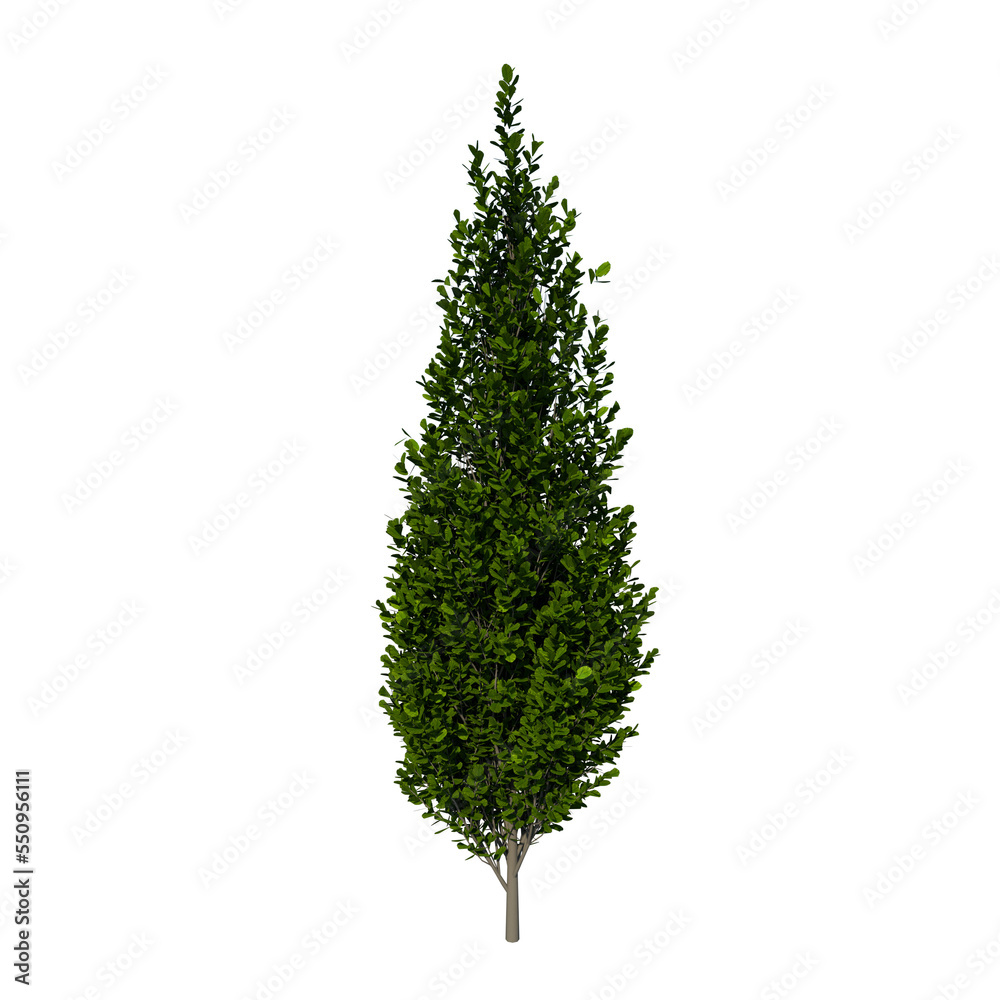 Front view of Plant ( Carpinus betulus Pyramidalis Hornbeam Fastigiata ...