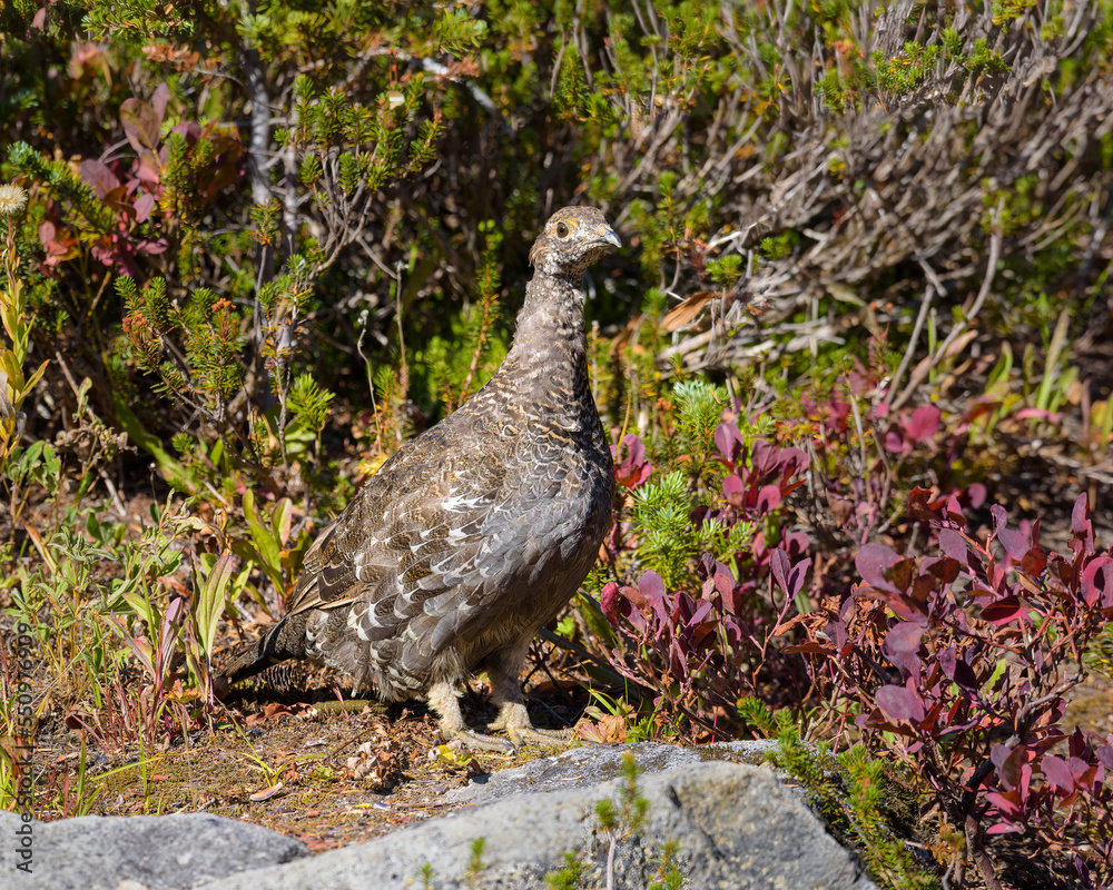 Grouse among fall colors in the meadows of Mount Rainier National Park ...