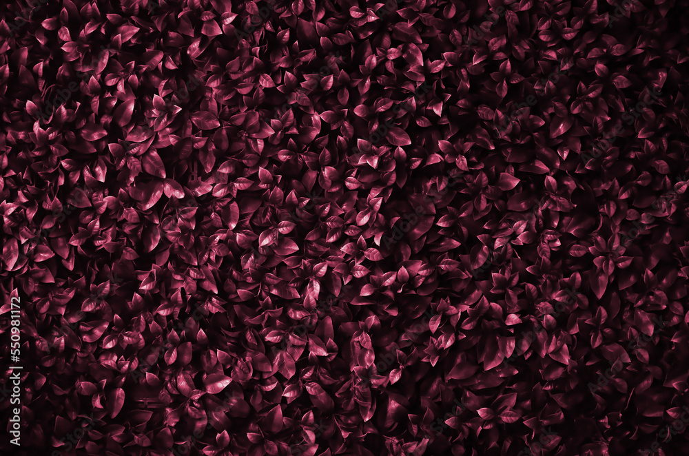 Ivy grows along the wall. Texture of dense thickets of wild vine. Image ...