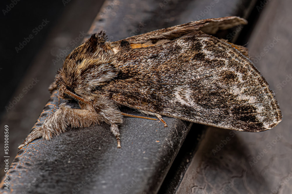 Adult Prominent Moth Insect Stock Photo | Adobe Stock