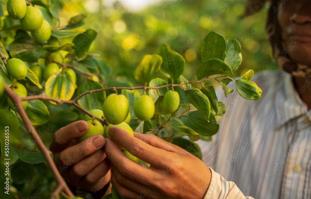 Asian farmers harvesting jujube fruit in an agricultural Jujube farm ...