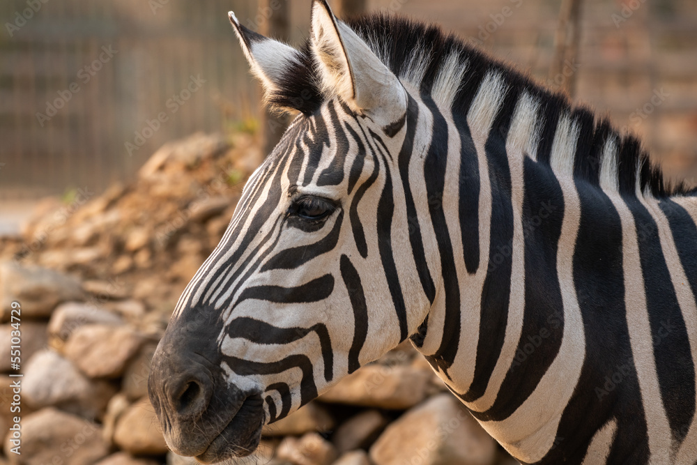Fotka „Wild zebra (hippotigris) in Bandia reserve, Senegal, Africa ...