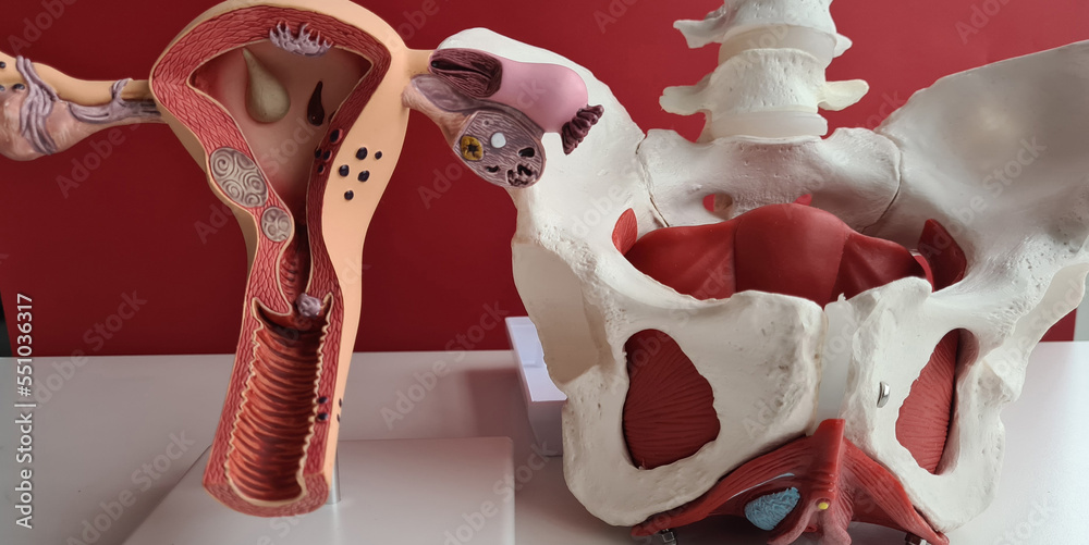 Anatomy of pelvis of woman gynecology of uterus and pelvic bones Stock ...