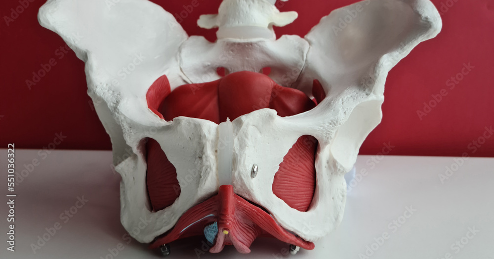 Anatomy location of female pelvis with muscles closeup Stock Photo ...