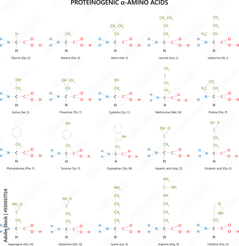 20 proteinogenic α-amino acids. Structural formulas. ilustración de ...