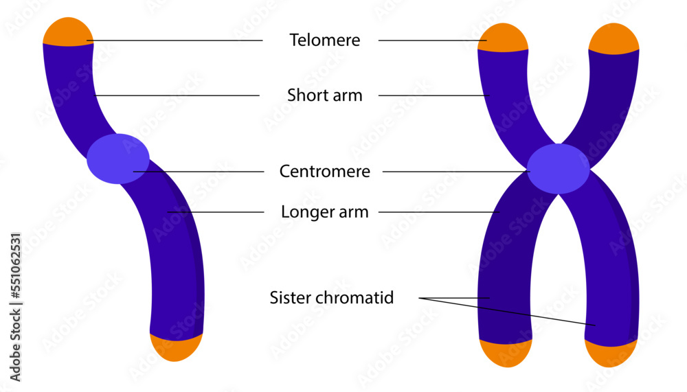 diagram of chromosomes ,chromatids Stock Vector | Adobe Stock