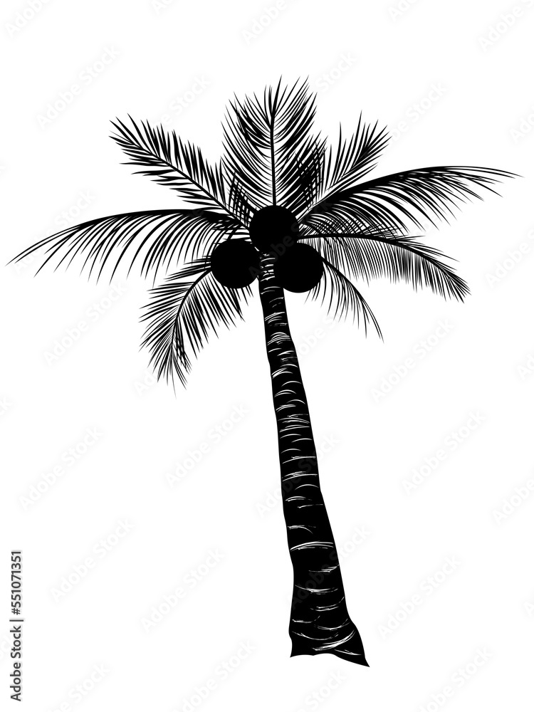 Abstract black coconut or palm tree overlay on transparent background ...