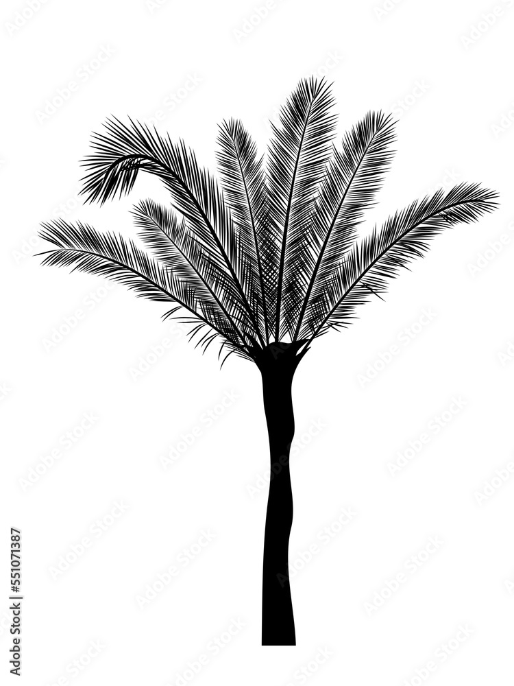 Abstract black coconut or palm tree overlay on transparent background ...