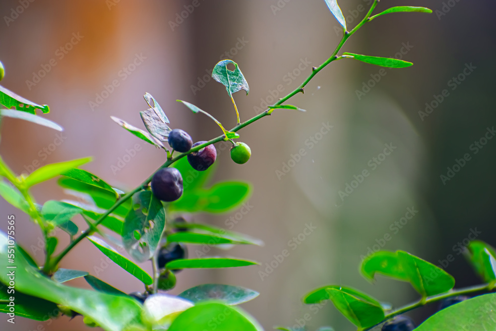 Phyllanthus reticulatus is a plant species described Jean Louis Marie ...