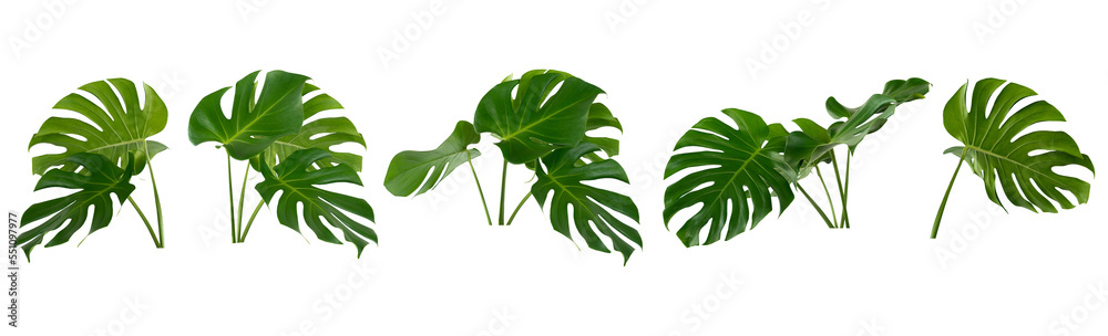 Plant leaves Green nature Tropical forest isolated on transparent ...