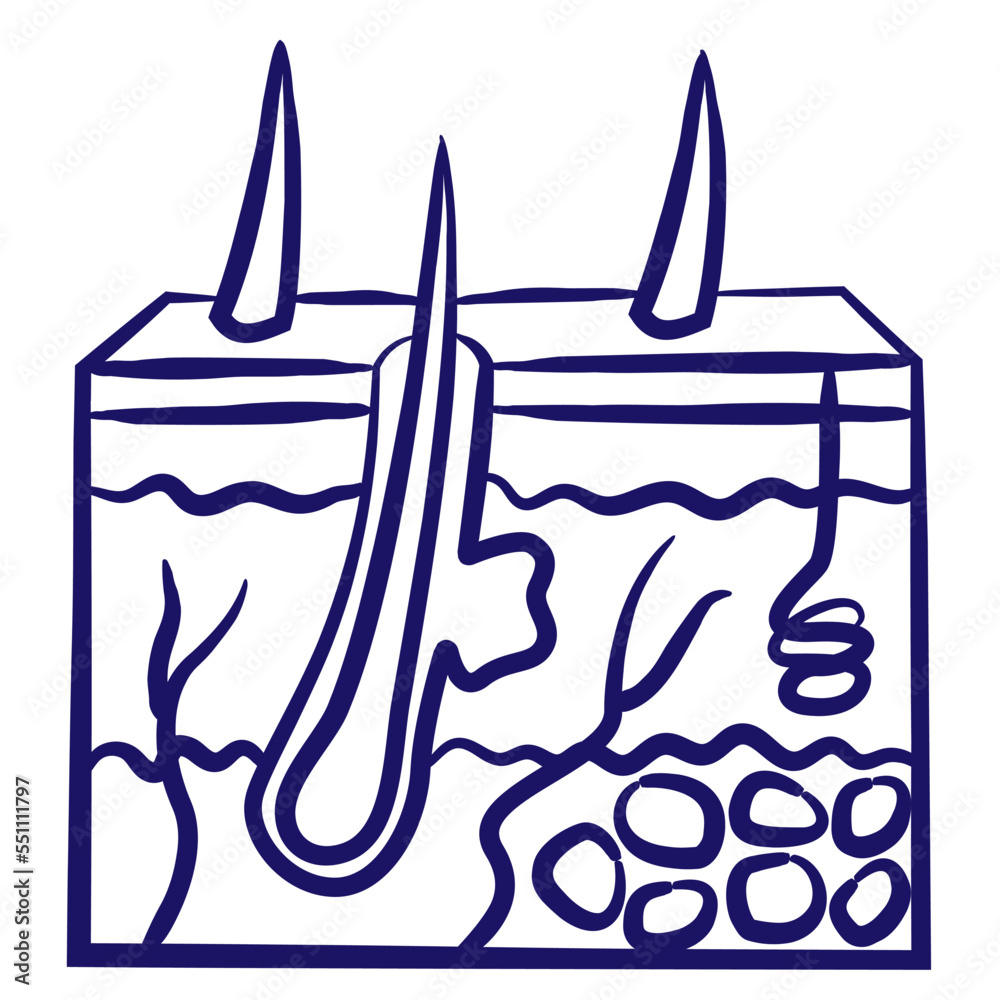 Blue outline isometric icon of the human skin drawn with a brush line ...