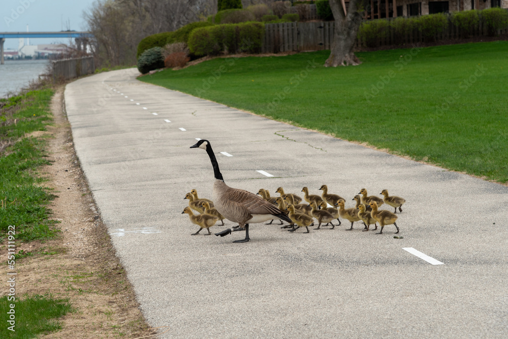 Canada Goose And Goslings Crossing The Blacktop Trail To Reach Water ...