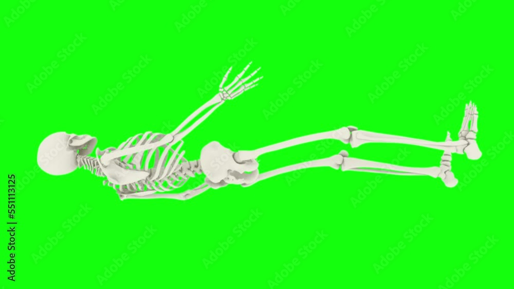3d animation showing the human skeletal system. More elements in our ...