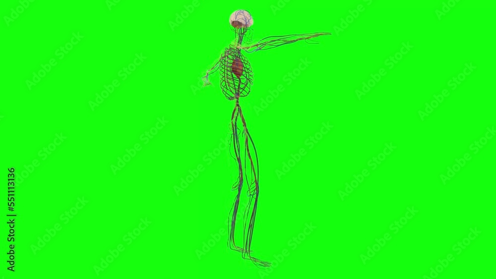 3D Animation of human anatomy system with green screen chromakey ...