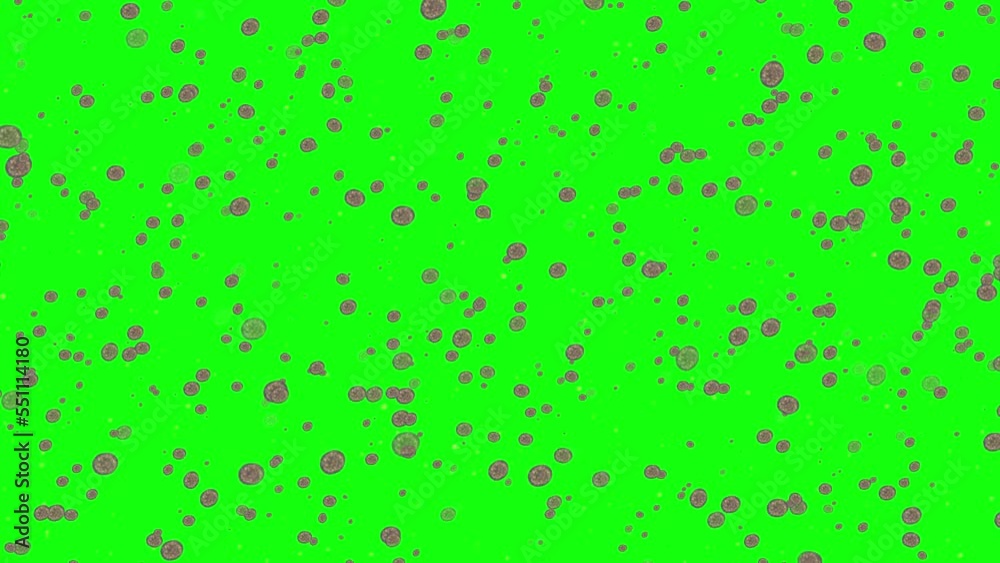 Video Stock Embryonic stem cells colony under a microscope. Cellular ...