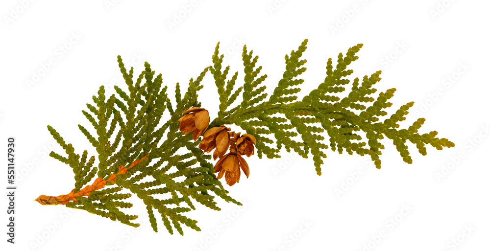 A single branch from a cedar evergreen tree that includes four small ...