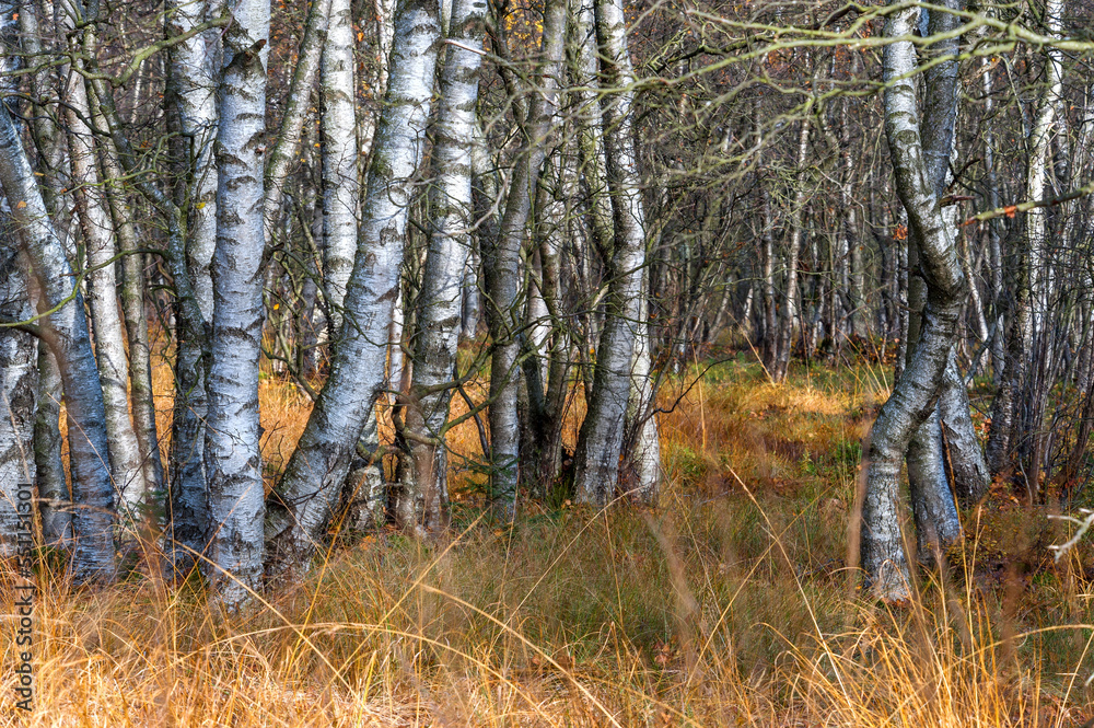 Die Moorbirke, der Baum des Jahres 2023 - Rhön. Stock Photo | Adobe Stock Die Moorbirke, der Baum des Jahres 2023 - Rhön. Stock Photo | Adobe Stock