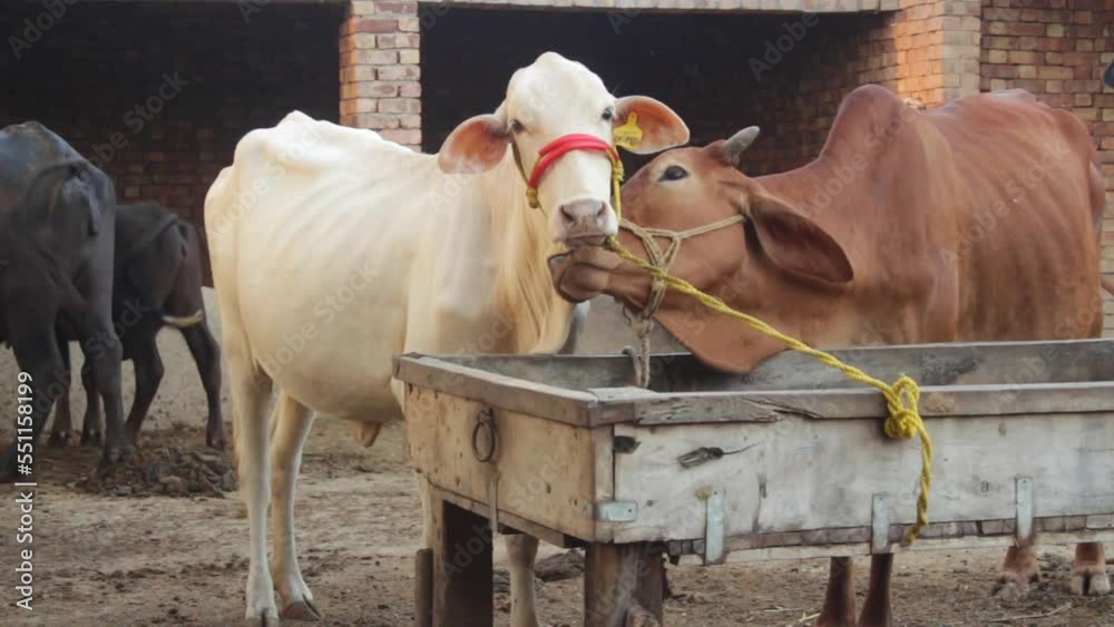 Cow's Milk Giving Baby Diarrhea at Elma Thomas blog