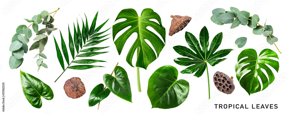 Different tropical leaves set. PNG with transparent background. Flat ...