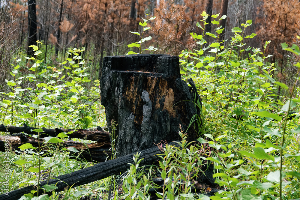Fire-damaged forest boreal forests. Burnt boreal forests. Wildfire low ...
