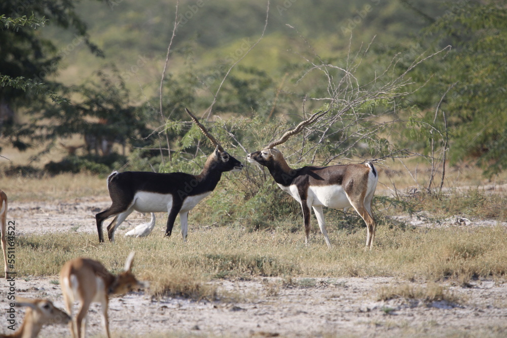 Foto de Endangered species Blackbuck in Bishnoi village forest reserve ...