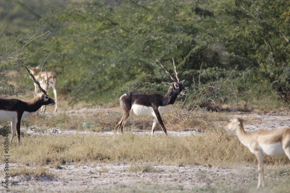 Endangered species Blackbuck in Bishnoi village forest reserve area ...