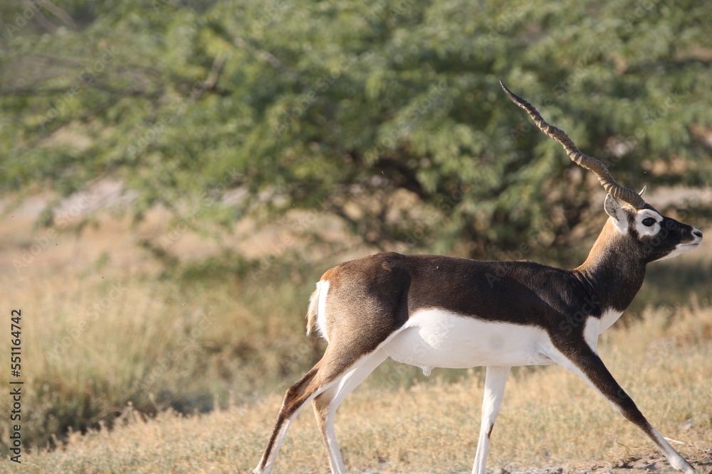 Endangered species Blackbuck in Bishnoi village forest reserve area ...