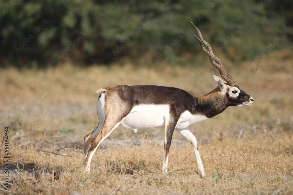 Endangered species Blackbuck in Bishnoi village forest reserve area ...
