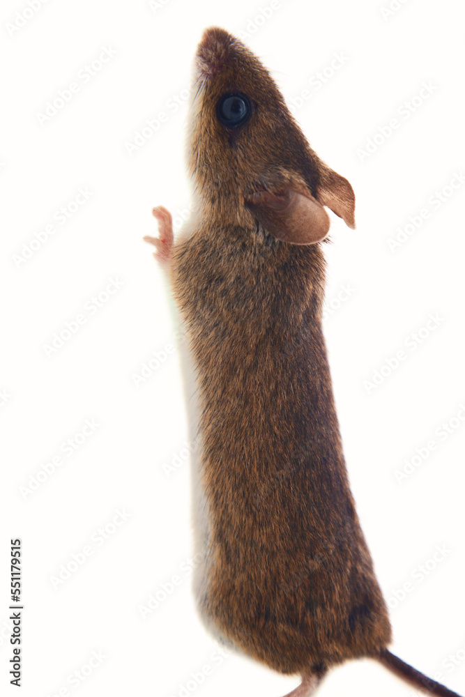 Theriology. Mouse-like rodents of boreal forests, north-east of Europe ...