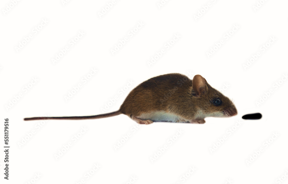 Mice are notorious pests of agriculture and households, harmful animals ...