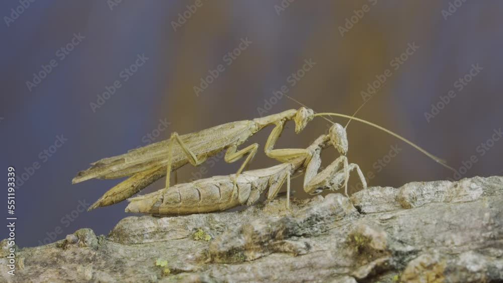 Close-up, female praying mantis walks along a tree branch, the male ...