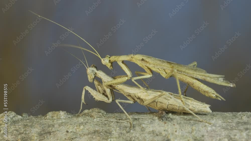 Close-up of a female praying mantis standing on a tree branch, the male ...