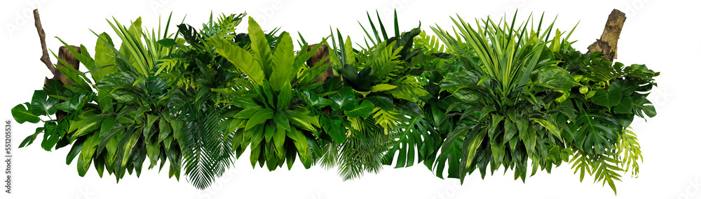 Plant leaves Green nature Tropical forest isolated on transparent ...