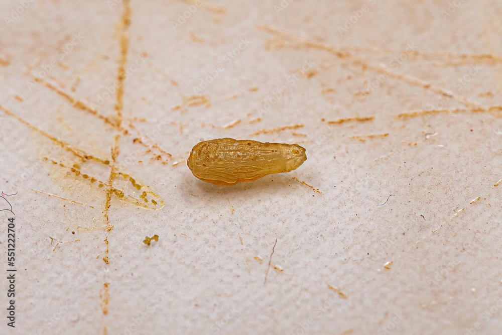 Flea Tapeworm proglottid Stock Photo | Adobe Stock