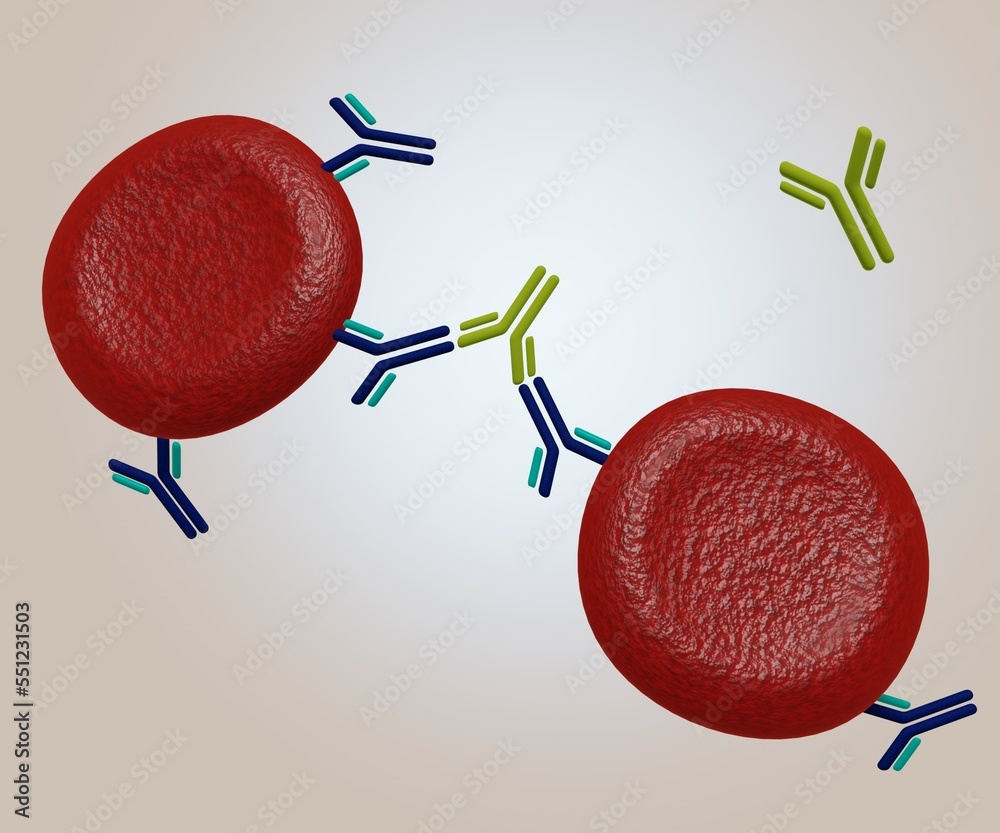 The formation of a bridge between red blood cells that have IgG bound ...