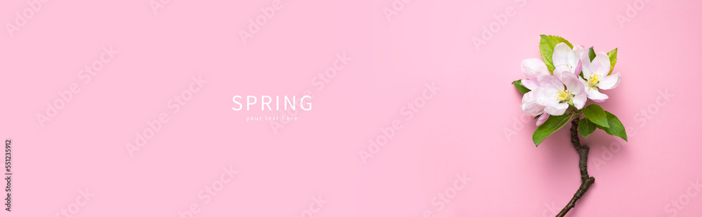 Beautiful delicate fresh spring flowers and buds of apple tree on pink ...