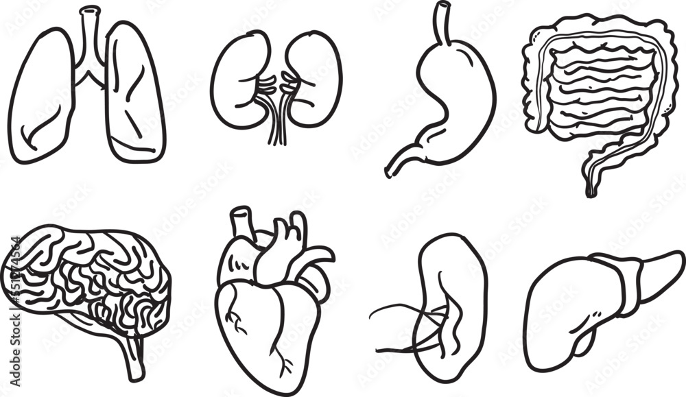 anatomy of the human organs sketch cartoon hand draw style vector Stock ...
