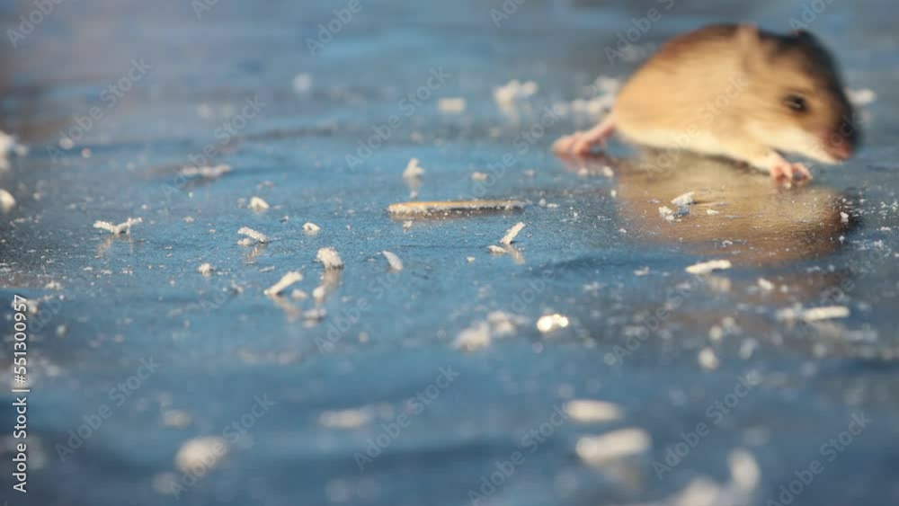 Wood mouse (Apodemus sylvaticus) runs on ice. Mice migrations, force ...
