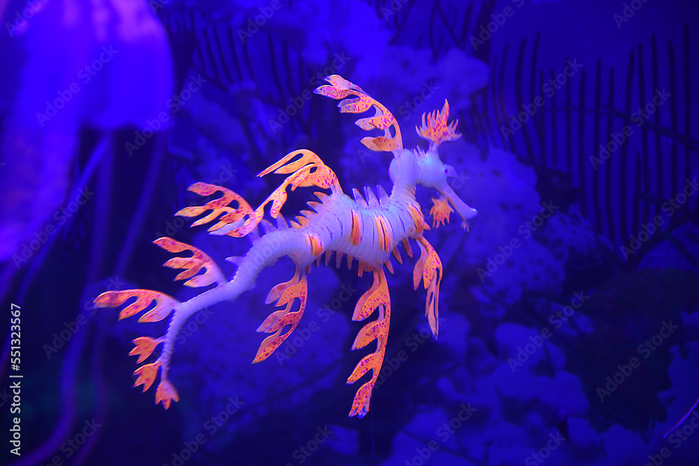 Seepferdchen Stock Photo | Adobe Stock