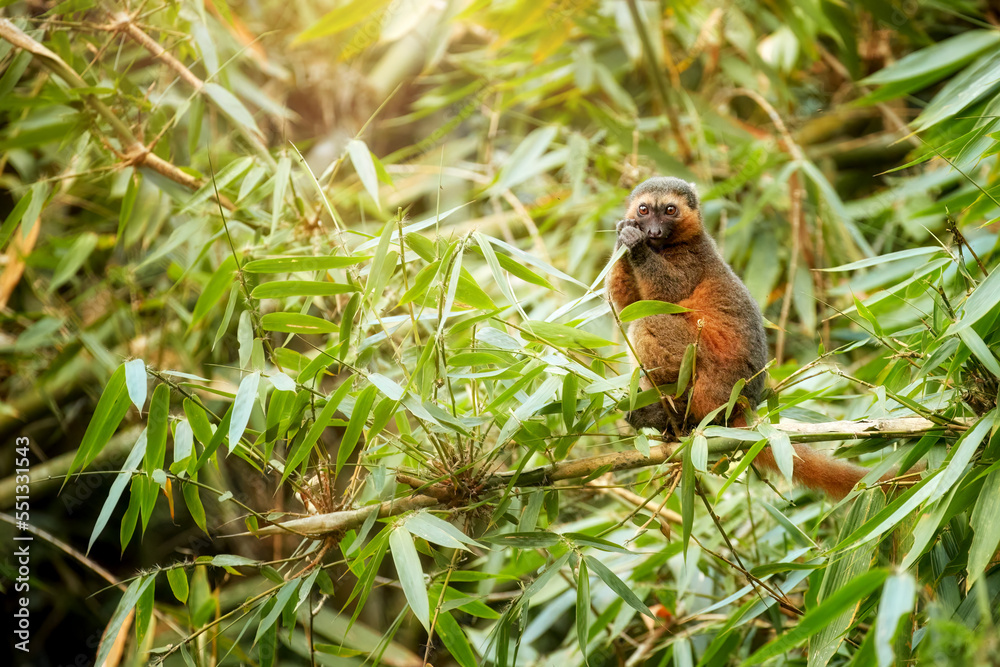 Golden bamboo lemur, Hapalemur aureus, very rare, critically endangered ...