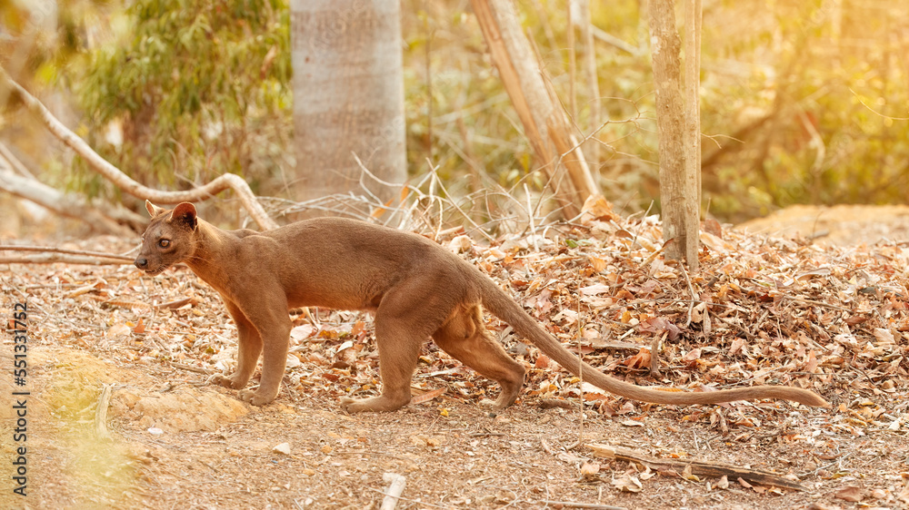 Madagascar fossa. Apex predator, lemur hunter. Side view, fossa male ...